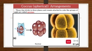 Introduction to Bacteriology | PDF