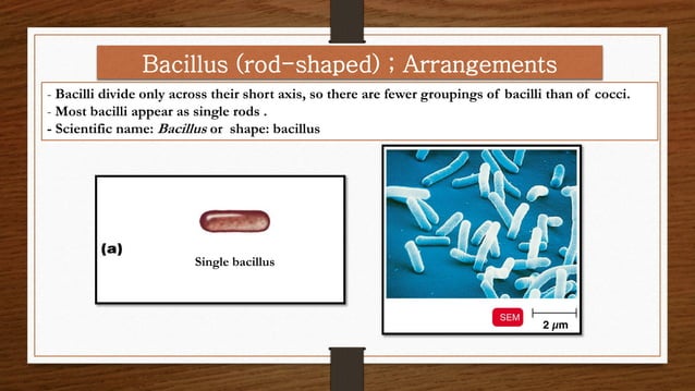 Introduction to Bacteriology | PDF
