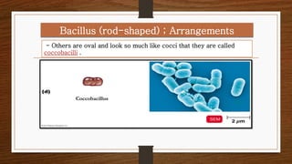 Introduction to Bacteriology | PDF