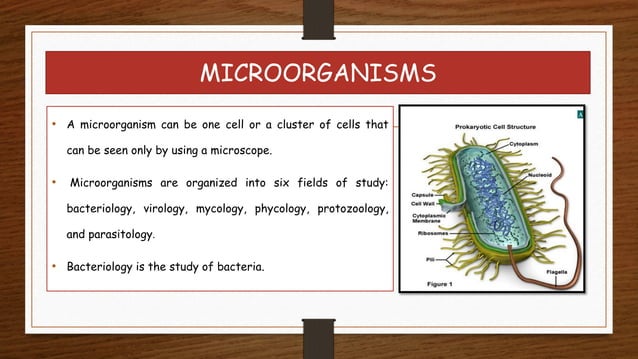 Introduction to Bacteriology | PDF