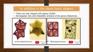 Introduction to Bacteriology | PDF