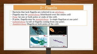 Introduction to Bacteriology | PDF