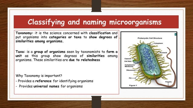 Introduction to Bacteriology | PDF