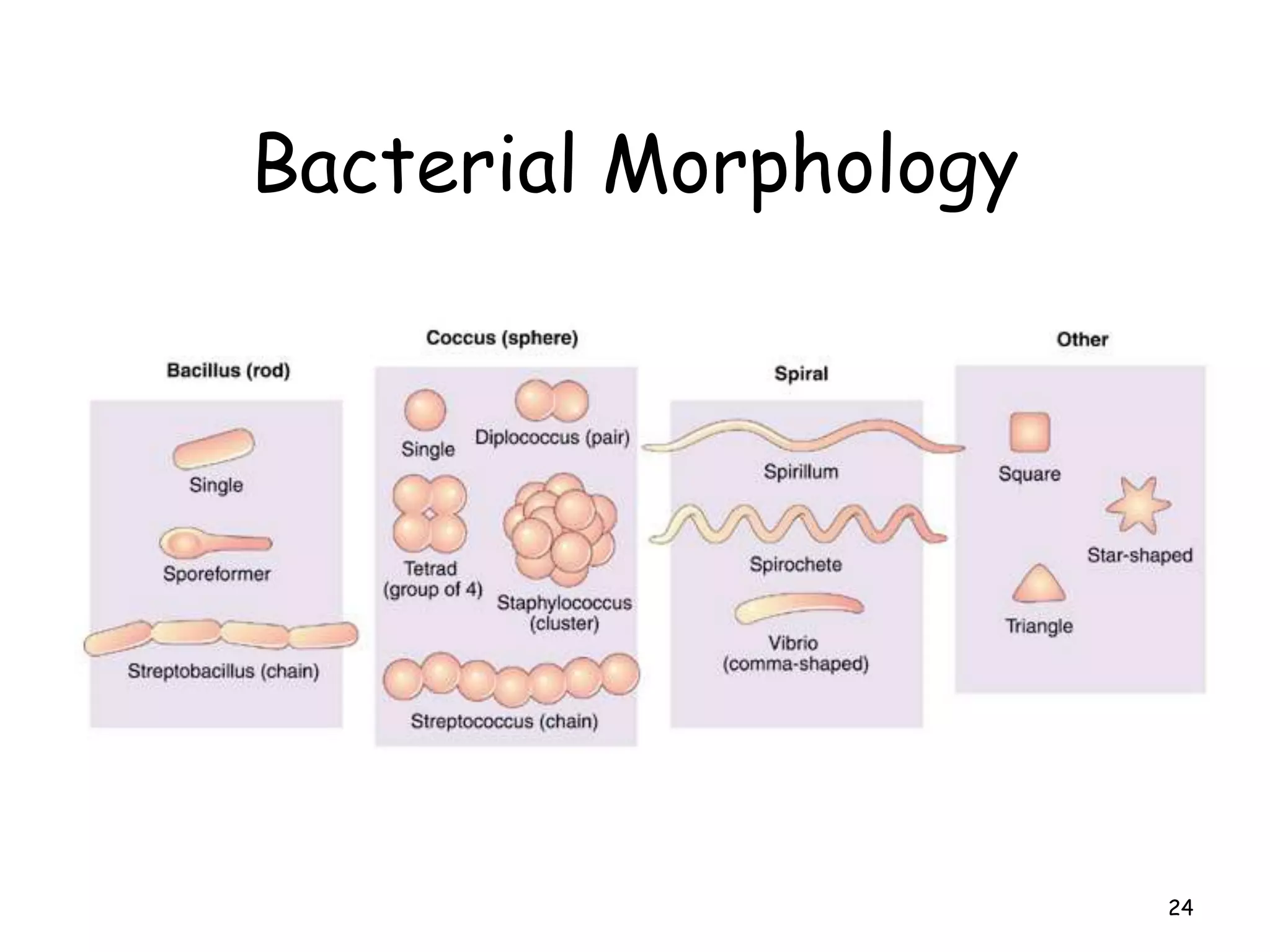 bacteriology (1).pptx