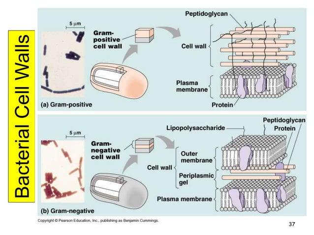 bacteriology (1).pptx