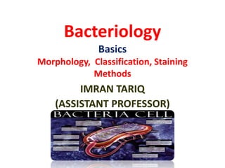 Bacteriology Basics: Morphology, Classification, Staining Methods | PPT