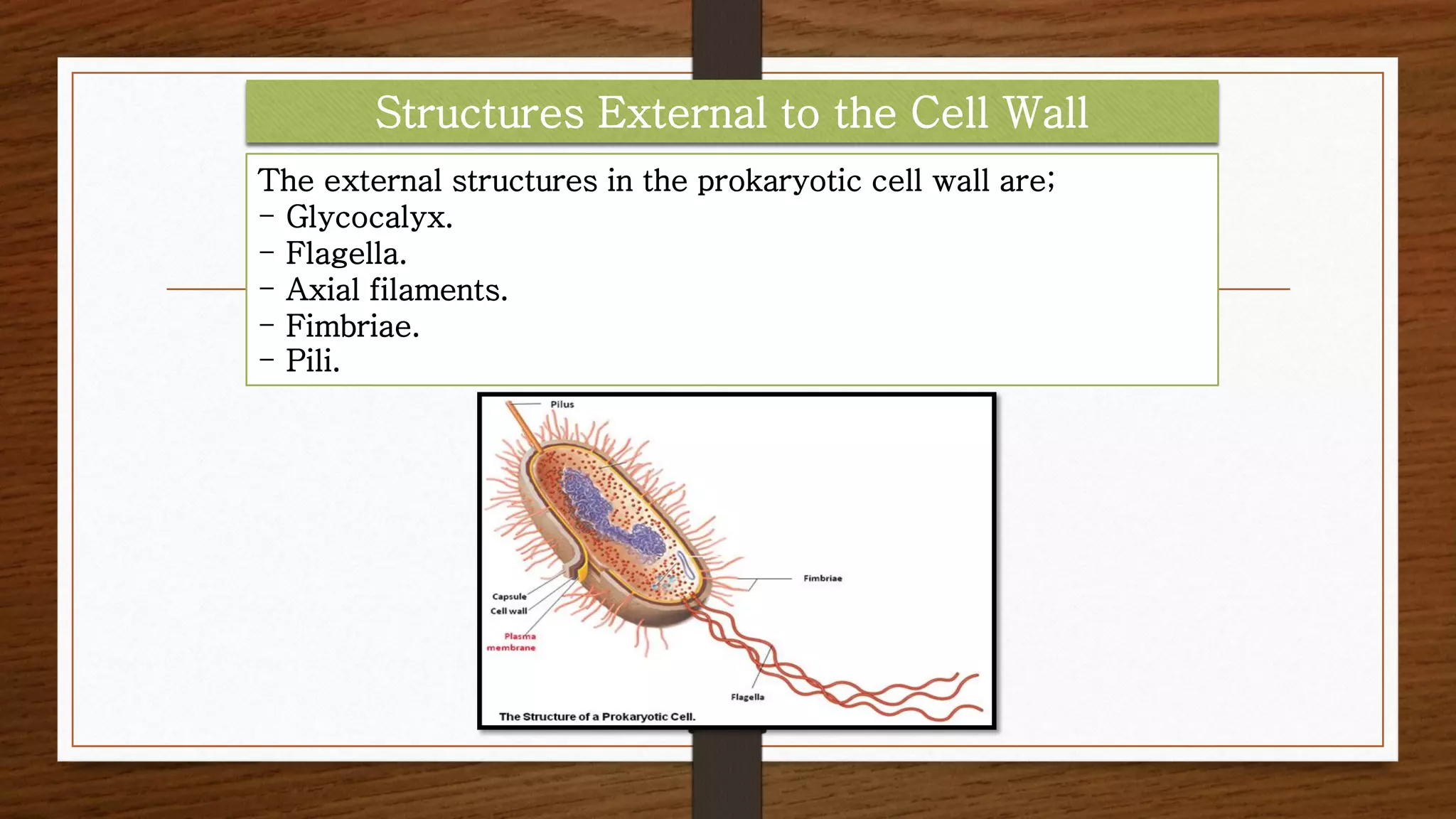 Bacteriology Anatomy of Prokaryotic | PPT