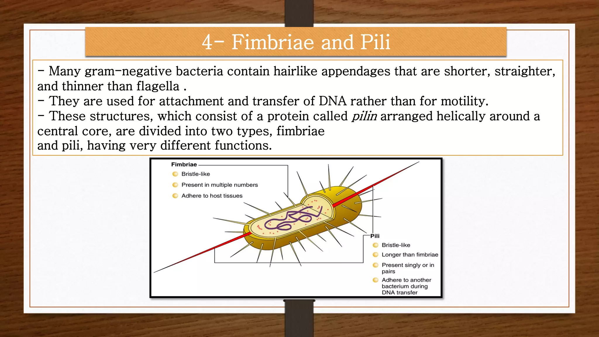 Bacteriology Anatomy of Prokaryotic | PPT