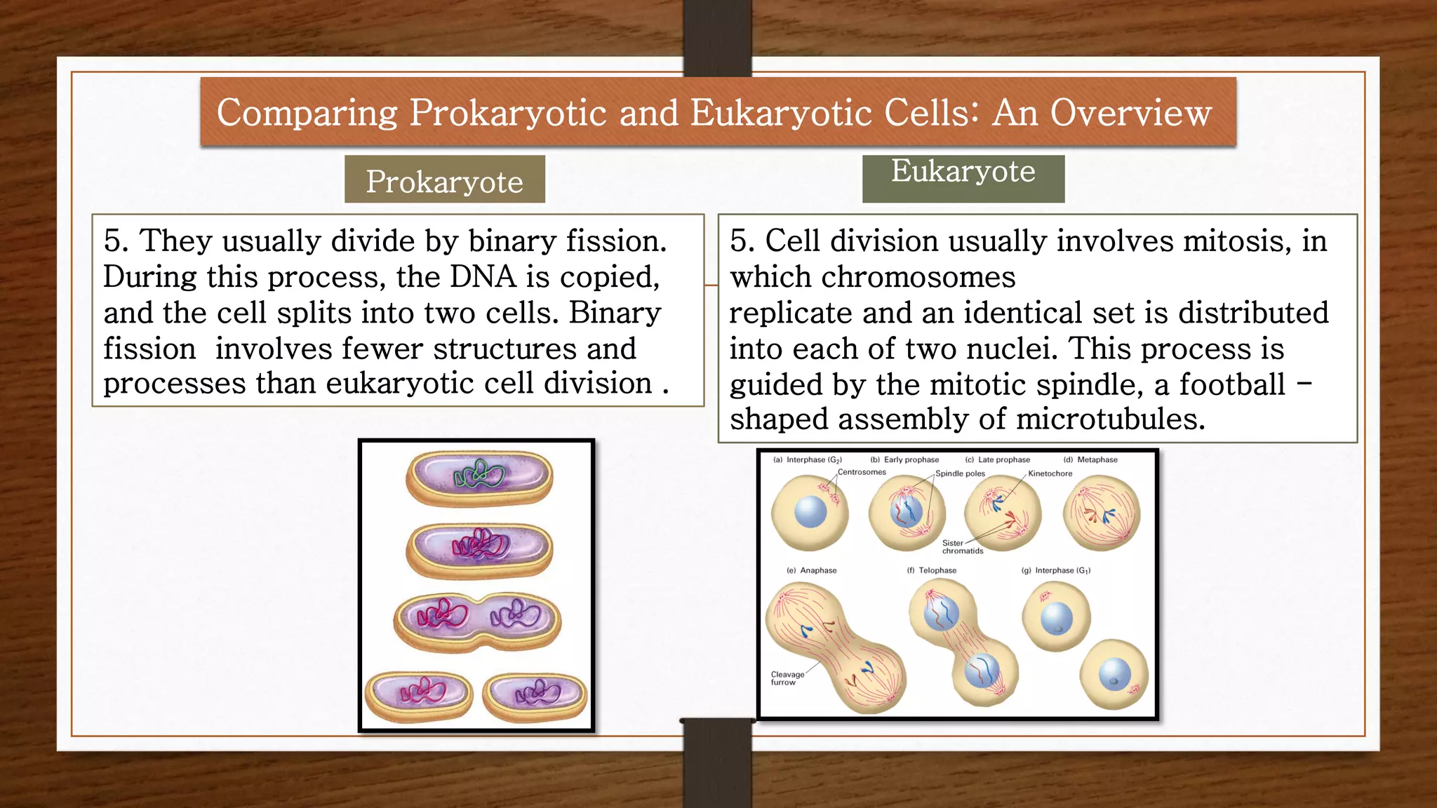 Bacteriology Anatomy of Prokaryotic | PPT