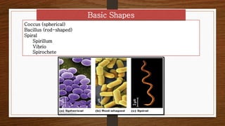 Bacteriology Anatomy of Prokaryotic | PDF