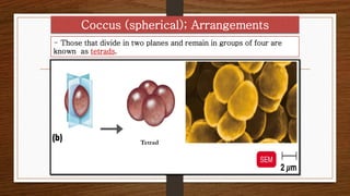 Bacteriology Anatomy of Prokaryotic | PPT