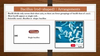 Bacteriology Anatomy of Prokaryotic | PPT
