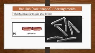 Bacteriology Anatomy of Prokaryotic | PPT