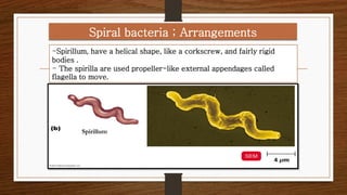 Bacteriology Anatomy of Prokaryotic | PPT