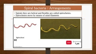 Bacteriology Anatomy of Prokaryotic | PPT