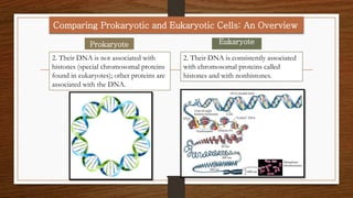 Bacteriology Anatomy of Prokaryotic | PPT