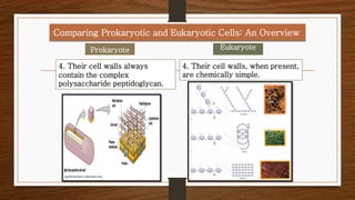 Bacteriology Anatomy of Prokaryotic | PPT