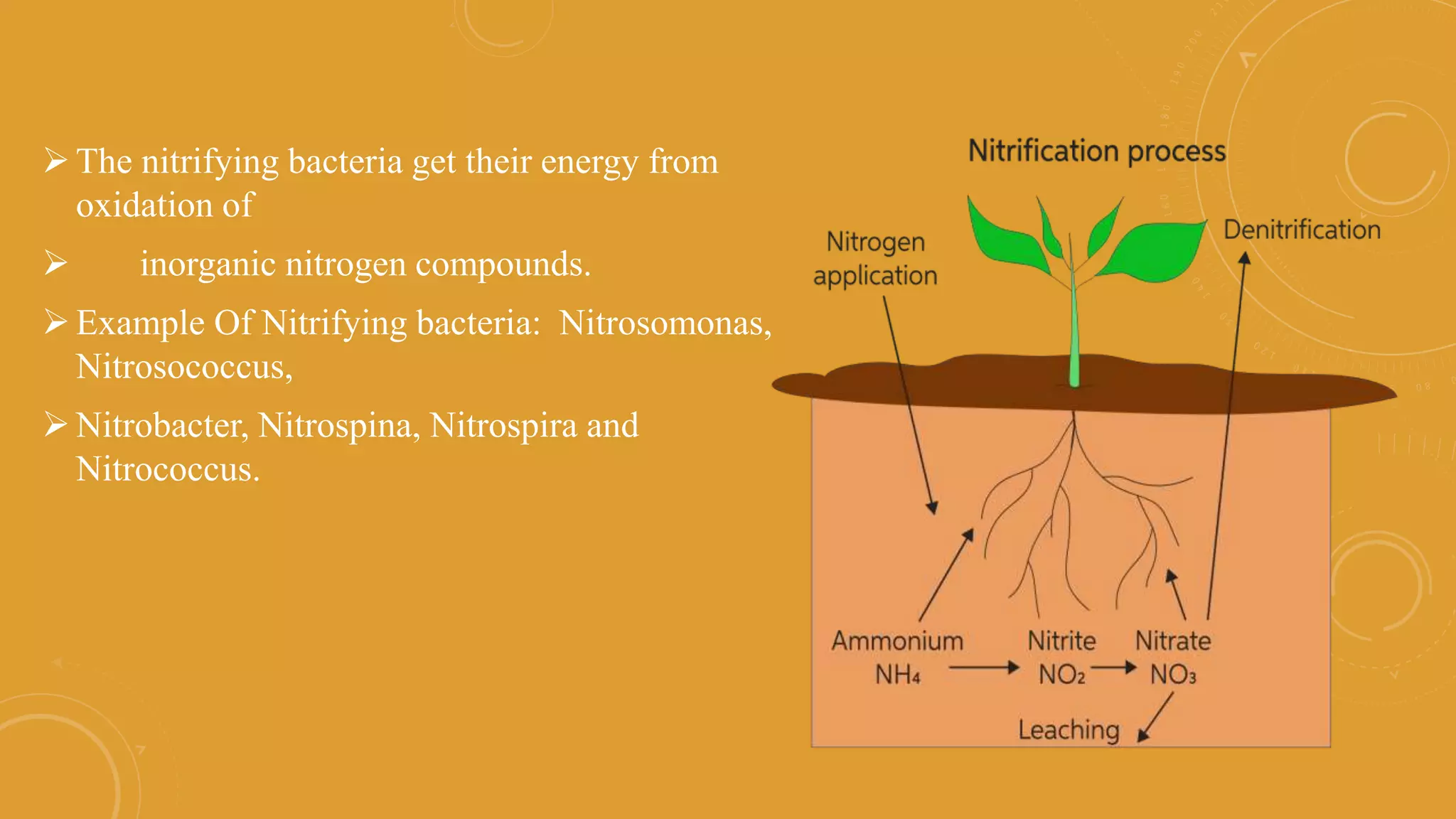 Importance of bacteria in Agriculture | PPTX