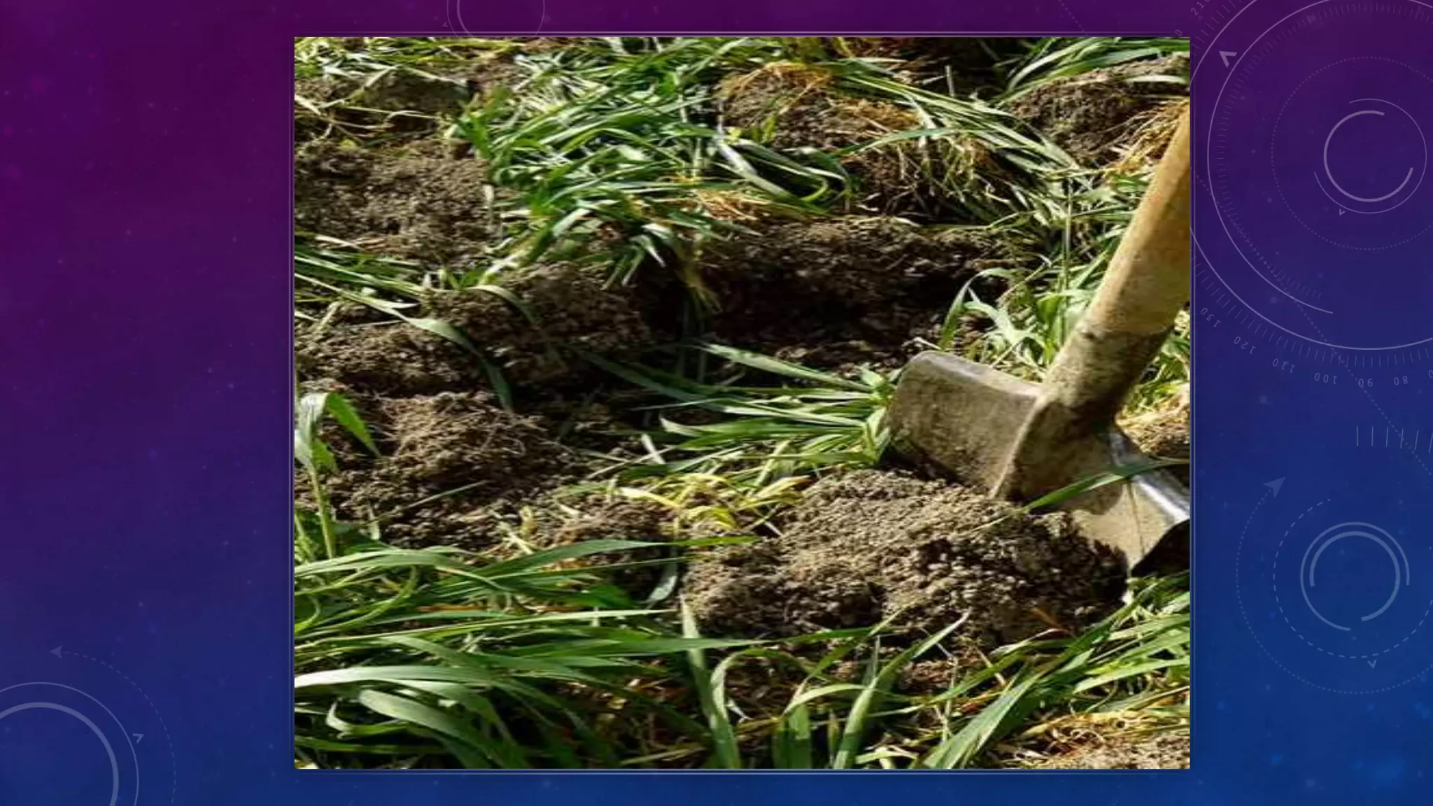 Importance of bacteria in Agriculture | PPTX