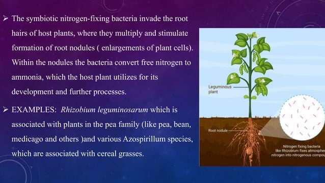 Importance of bacteria in Agriculture | PPTX | Gardening | Home & Garden