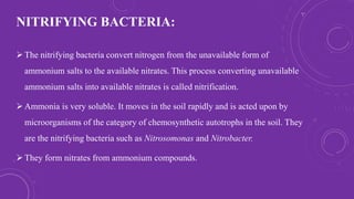 Importance of bacteria in Agriculture | PPTX