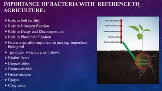 Importance of bacteria in Agriculture | PPTX