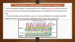 Bacteriology, Anatomy of Prokaryotic 2 | PDF