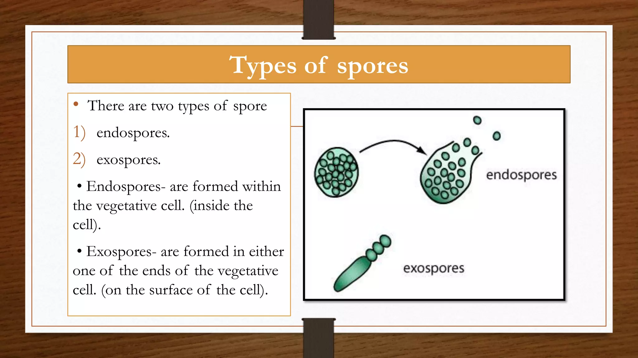 Bacteriology 5, Bacterial spore | PDF