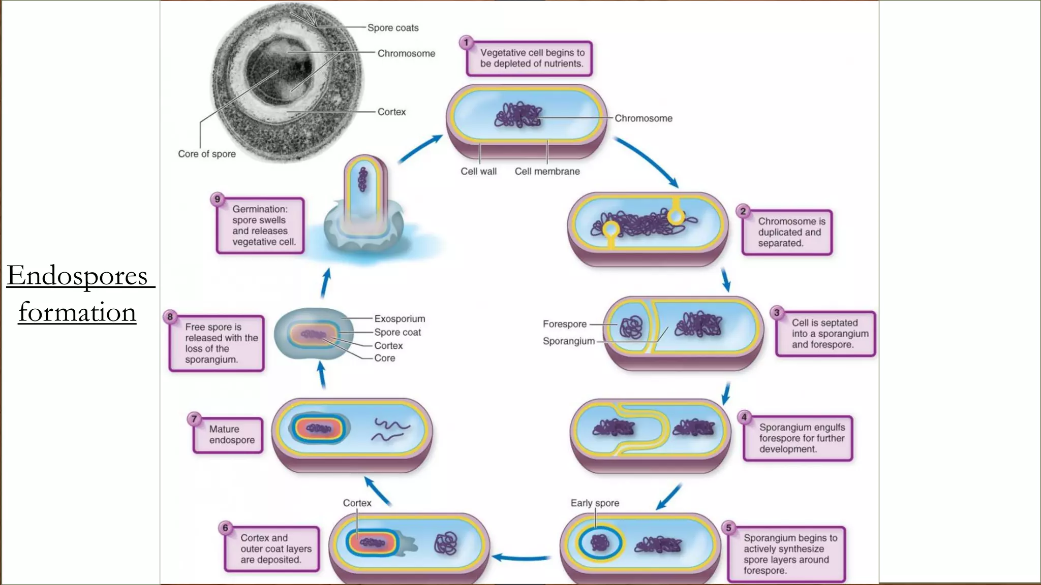 Bacteriology 5, Bacterial spore | PDF