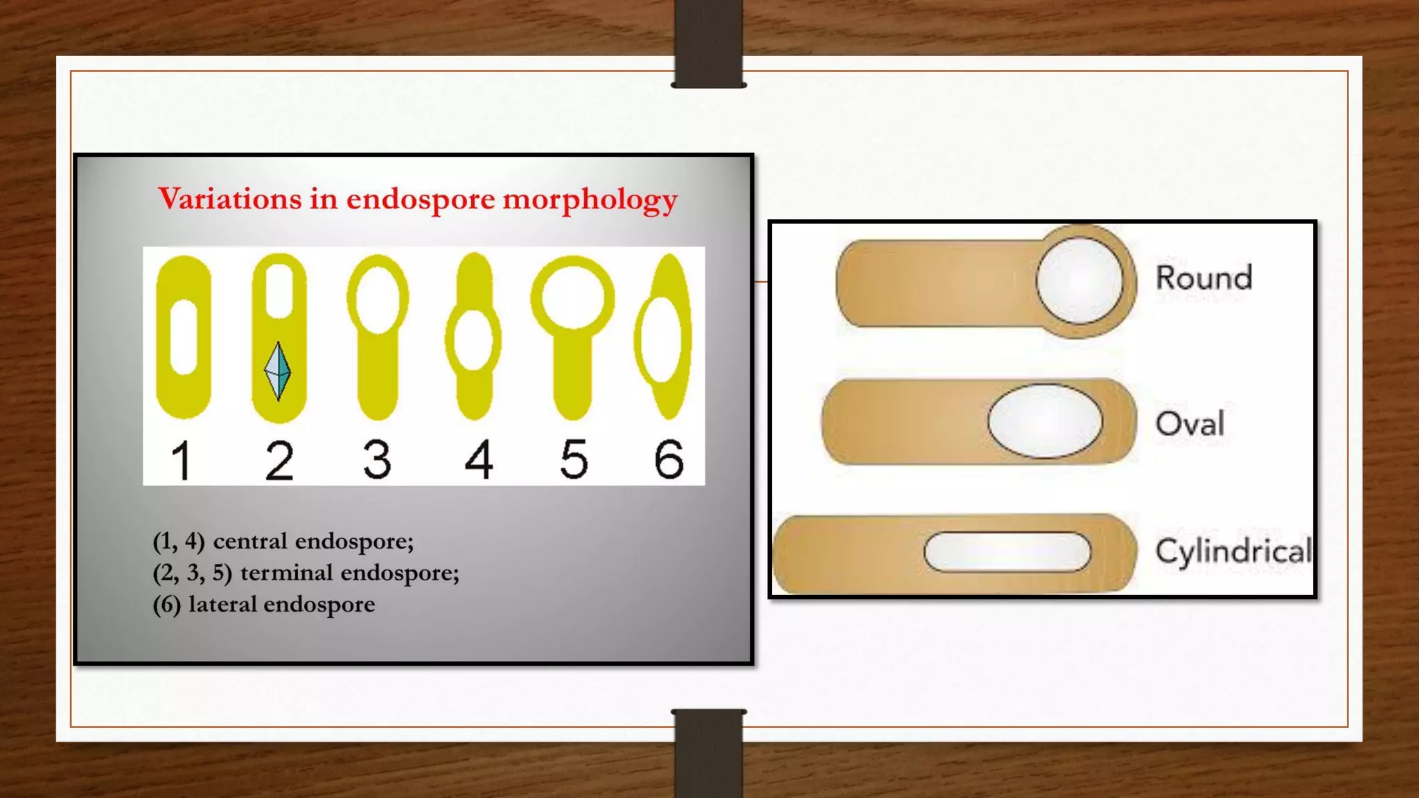 Bacteriology 5, Bacterial spore | PDF