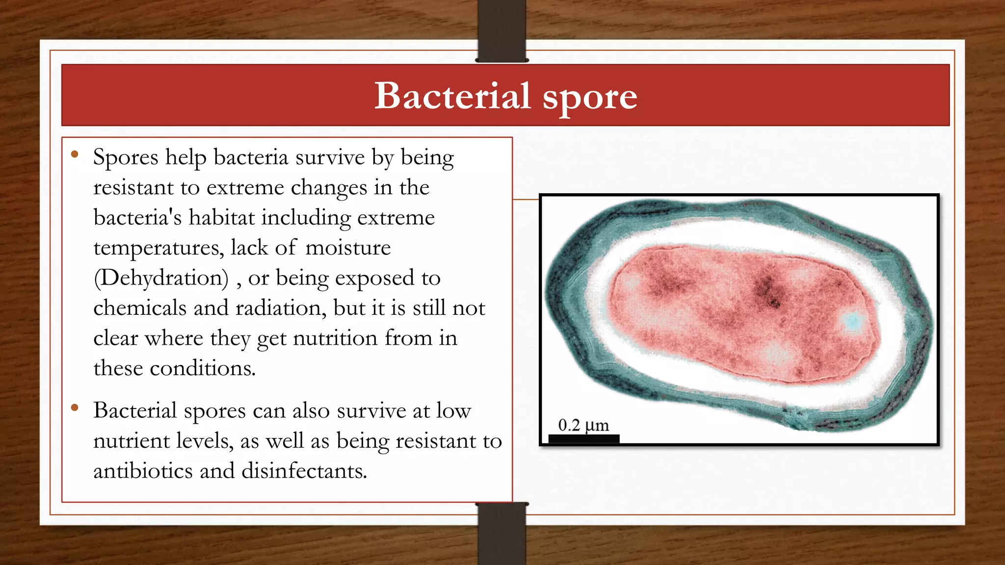 Bacteriology 5, Bacterial spore | PDF