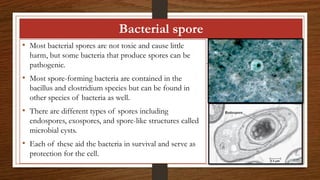 Bacteriology 5, Bacterial spore | PDF
