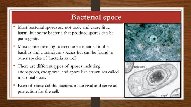 Bacteriology 5, Bacterial spore | PDF | Gardening | Home & Garden