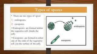 Bacteriology 5, Bacterial spore | PDF