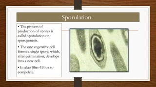 Bacteriology 5, Bacterial spore | PDF | Gardening | Home & Garden
