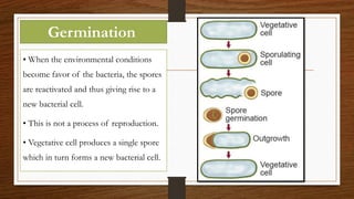 Bacteriology 5, Bacterial spore | PDF