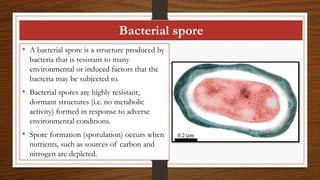 Bacteriology 5, Bacterial spore | PDF