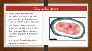 Bacteriology 5, Bacterial spore | PDF