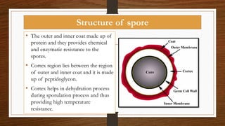 Spore Bacteria