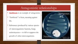 Bacterial relationships | PPT