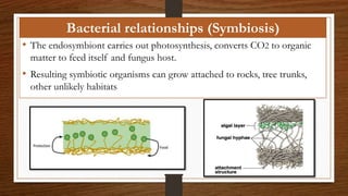 Bacterial relationships | PPT