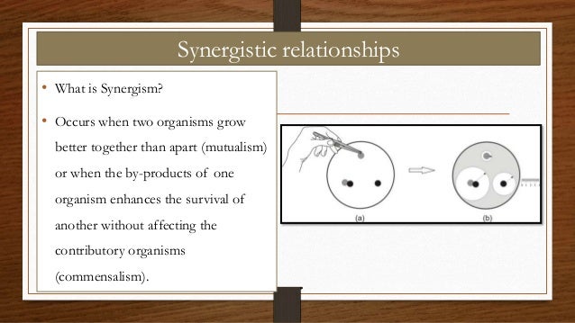 Bacterial relationships