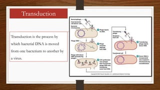Bacteriology 7, Antibiotics | PPT