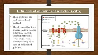 Bacteriology 8, oxidation and reduction | PDF