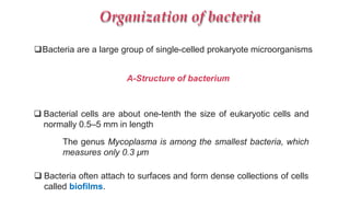 Bacteriology_Antibiotics.pptxBacteriology_Antibiotics | PPTX