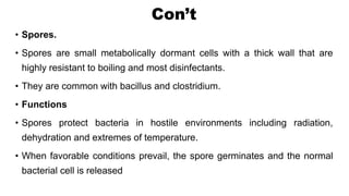 BACTERIOLOGY (BACTERIA SPECIES) FOR NURSES.pptx