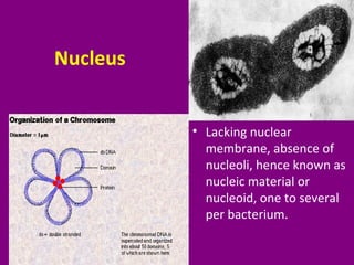 Morphology of Bacteriology | PPT