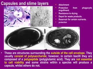 Morphology of Bacteriology | PPT