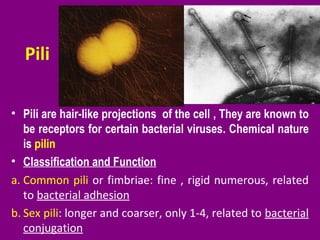 Morphology of Bacteriology | PPT