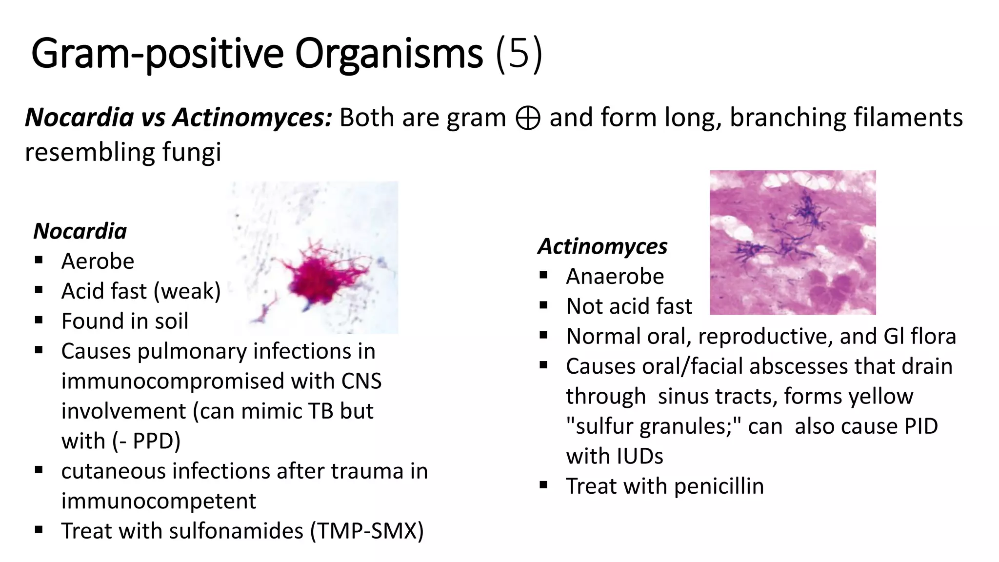 Bacteriology- Select gram ⊕ and gram ⊝ infections | PDF